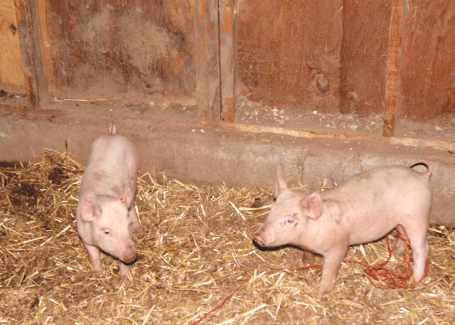 Farm Babies | Averie Lane: Farm Babies