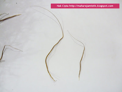 Wafak Dan Azimat Maharaja: BULU PERINDU @ MISAI ALI @ JANGGUT ADAM