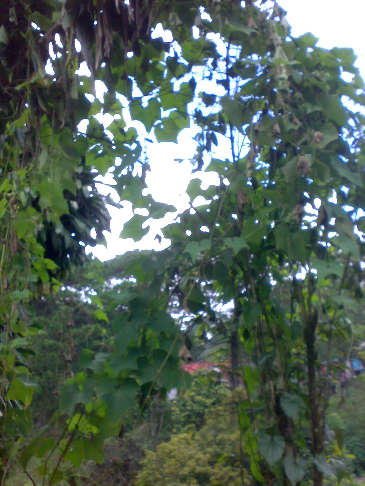 Backyard Gardening: Planting Chayote or Sayote