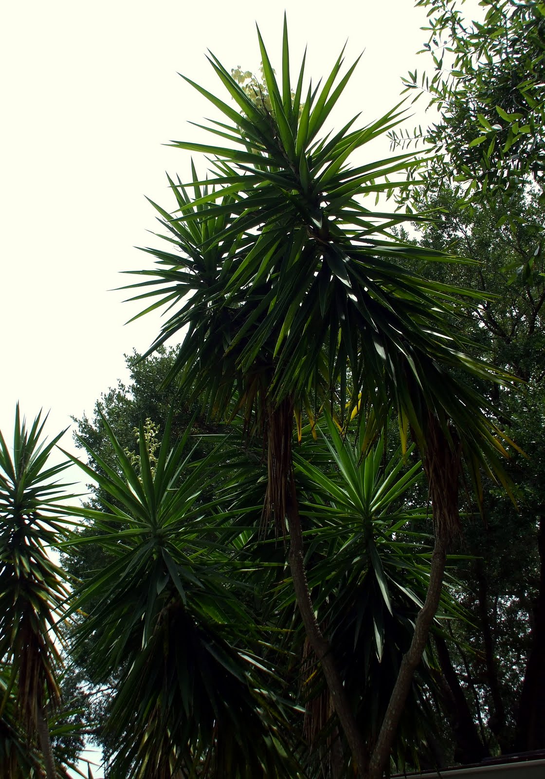 A Rose in the Garden: A Few July Blooms in Orlando