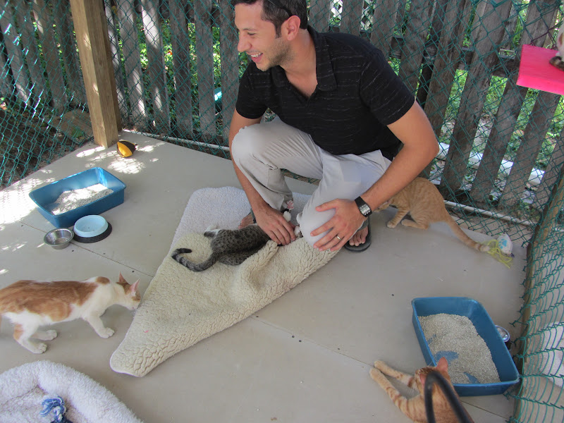 Let The Cats Play! A HUGE Cattery Donated to SAGA and How You Can Help ...