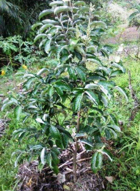 مدونة حِناء: فاكهة اولوسابو Olosapo