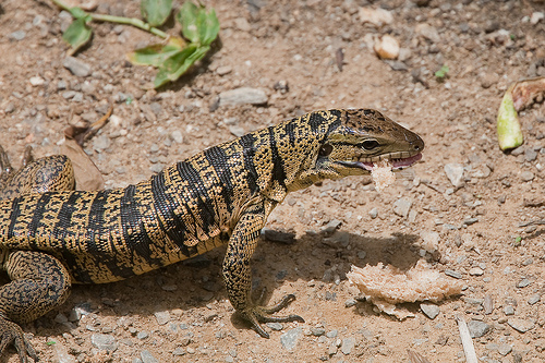 Biota Colombiana: Castro B Juan Carlos- tupinambis teguixin