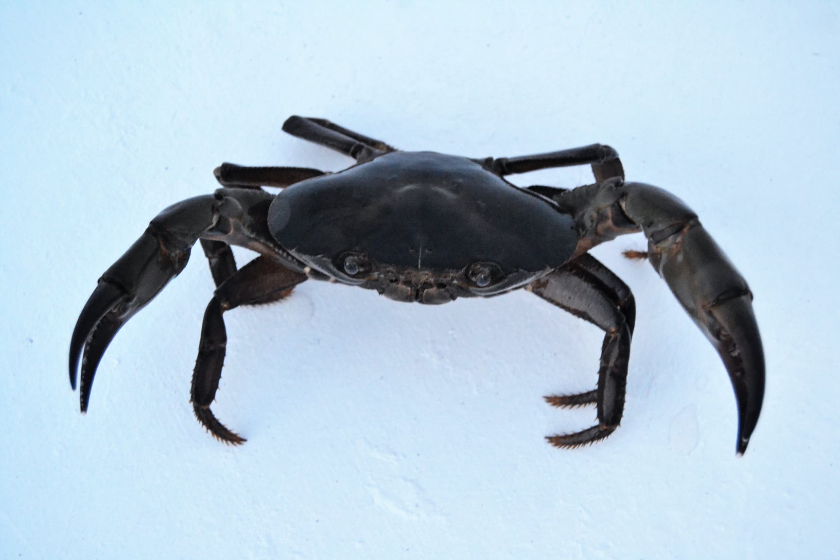 Jaiba o Cangrejo de río de la Hispaniola. | Fauna Dominicana