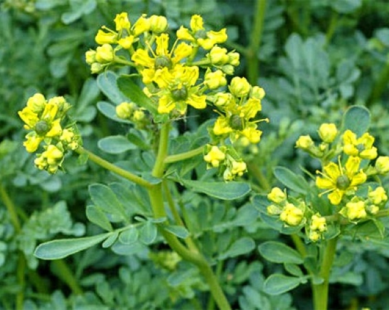 Απήγανος: Το φυτό που διώχνει τη γρουσουζιά, τη γλωσσοφαγιά και το κακό ...