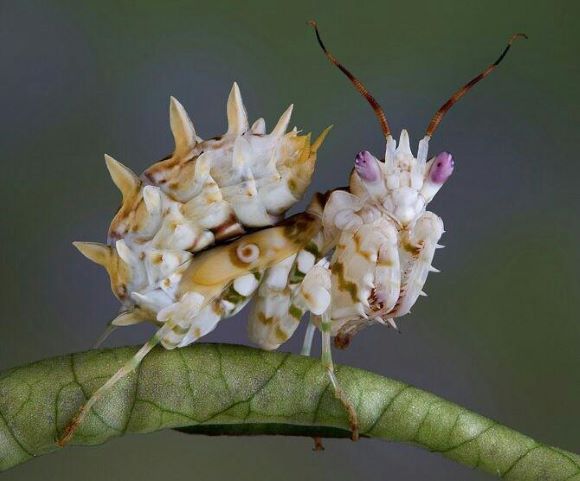 Mantis flor espinosa ~ Amor a la naturaleza