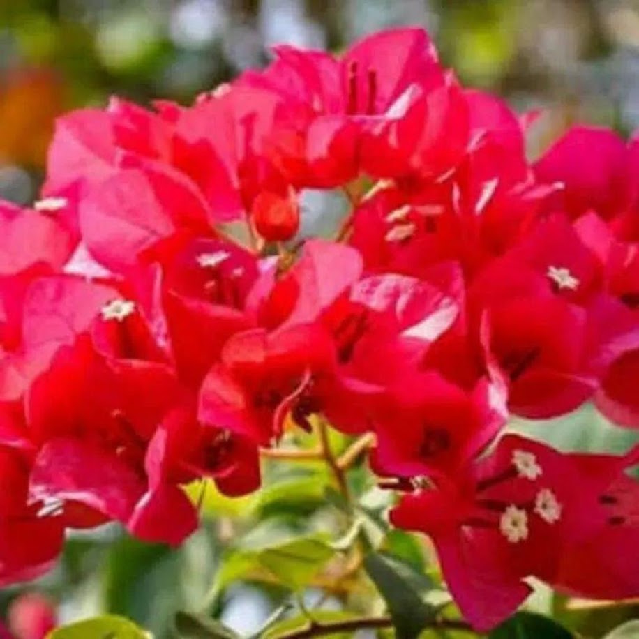 Kontraktor Tanaman Hias Bunga Bougenville Bangkok Merah Bougainville ...