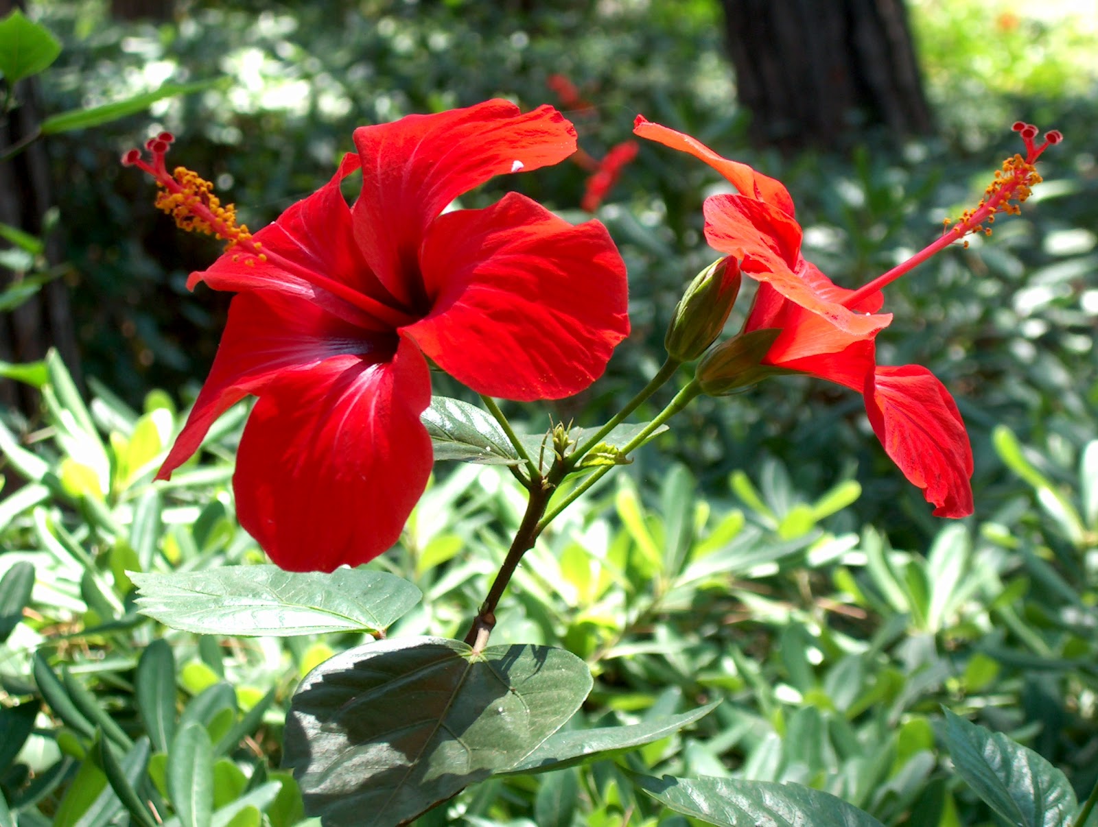 Hibiscus (Hibiscus Malvacearum) | Health and Natural herbal healing ...