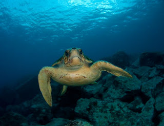 Canary Islands: Wildlife and Marine life