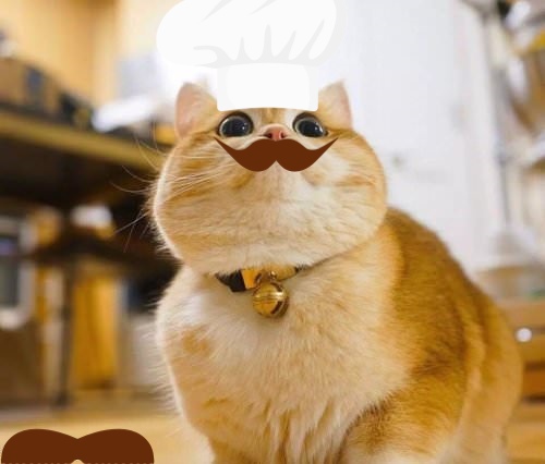 ANIMALS TIME : The best 10 Cats edited pics (las 10 mejores fotos ...