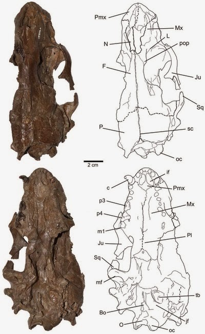 The Coastal Paleontologist: Sexual dimorphism in pinnipeds - comments ...