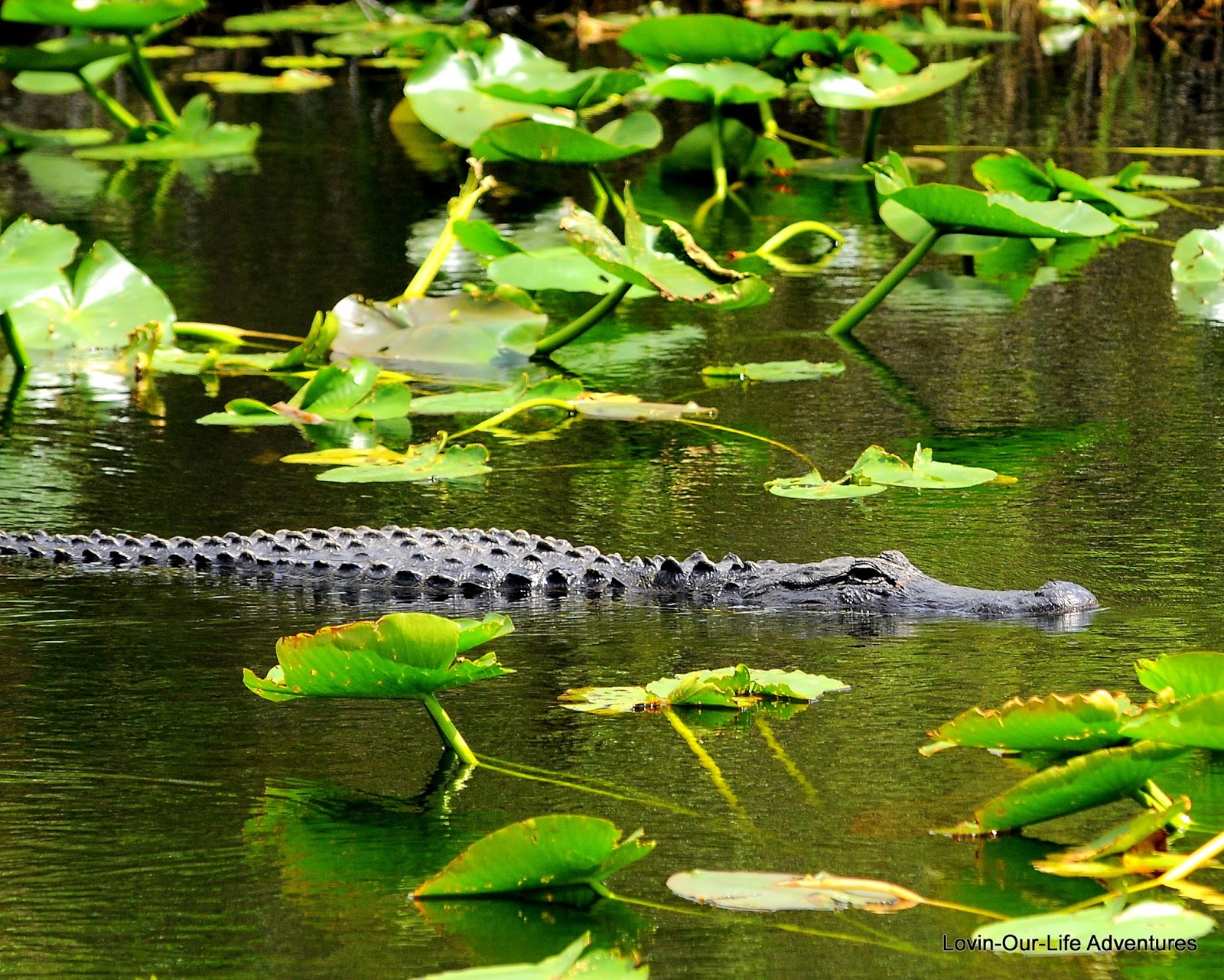Lovin-Our-Life Adventures: Animal Life in Everglades National Park