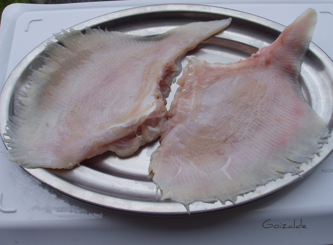 Especies marinas de interes bromatologico: Raja clavata (Linnaeus 1758 ...