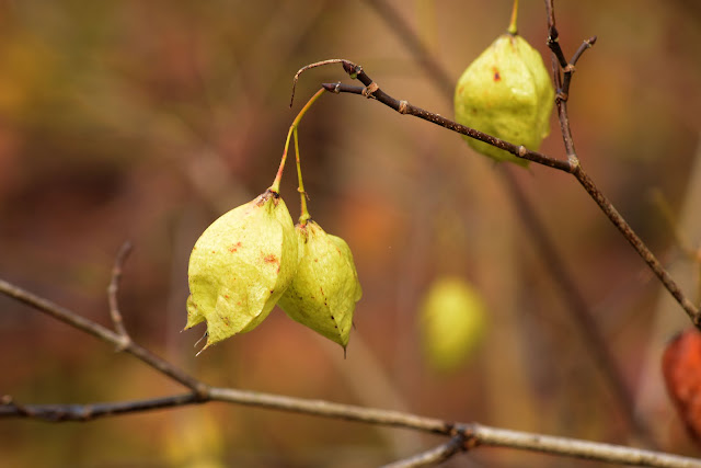 Indiana Plant A Day: American Bladdernut