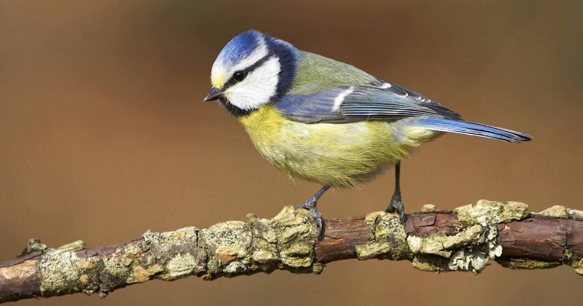 Bird Macro Shot Wallpaper