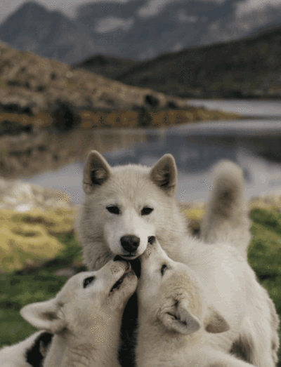 Wolf pups lick their mothers face to stimulate a regurgitation reflex ...