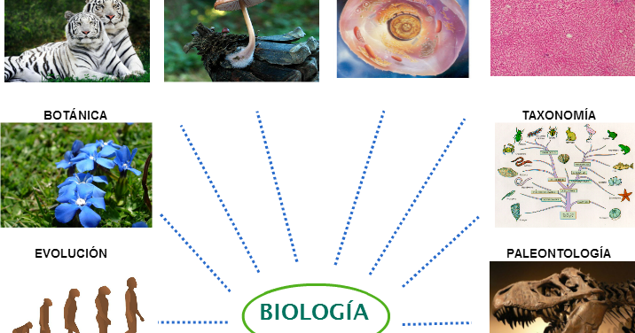 BIOLOGÍA 1. CEDART "ERMILO ABREU GÓMEZ": TEMA 4. RAMAS DE LA BIOLOGÍA