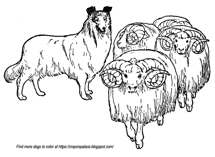 Crayon Palace: Coloring Pages of Sheep Herding Dogs