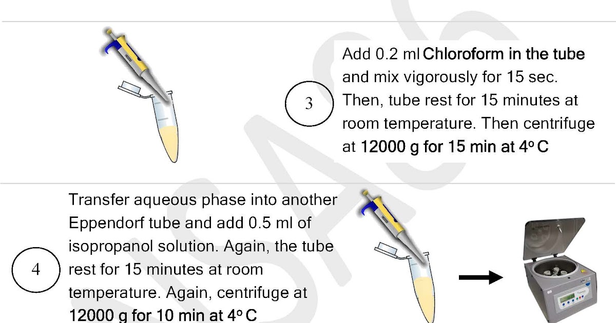 RNA isolation using TRIZOL sigma reagent from plant tissue