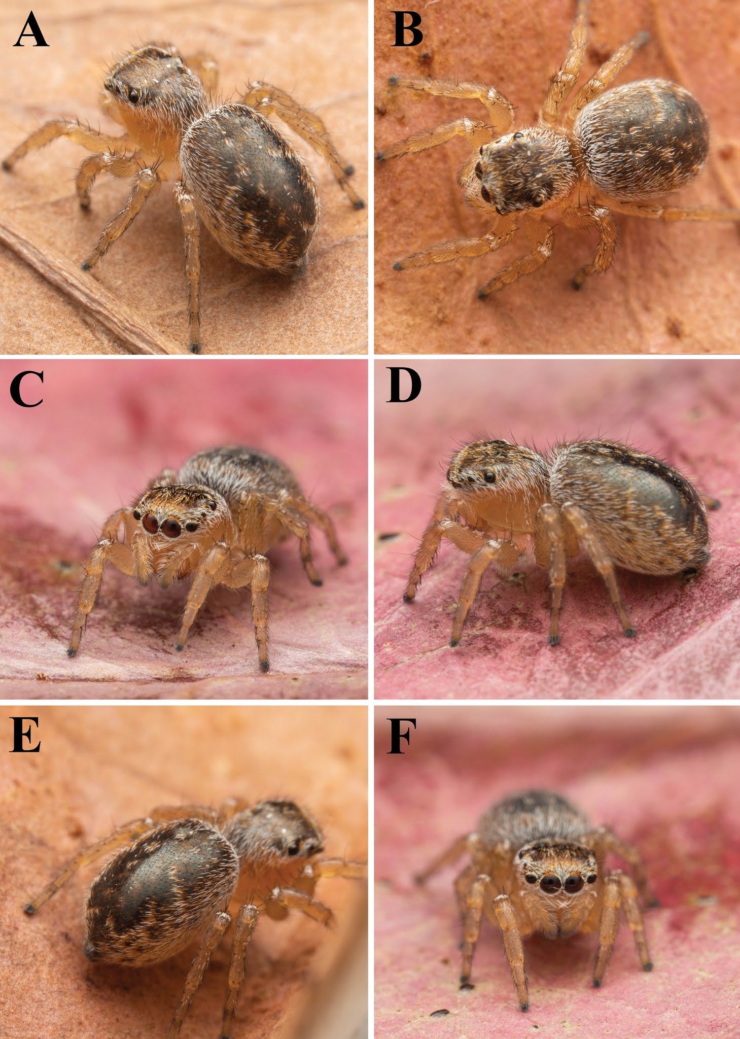 Species New to Science: [Arachnida • 2021] Maratus nemo • A New Wetland ...