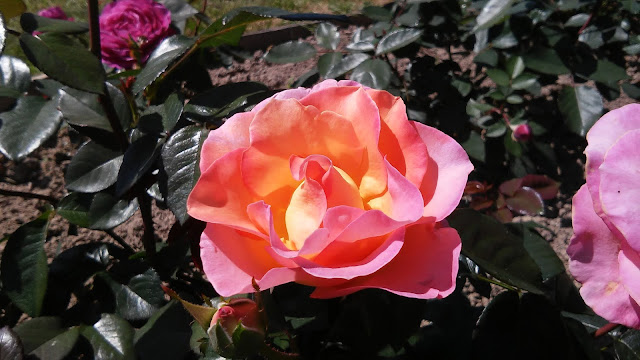 Ranczo Elma: Róża (Rose) Doris Tysterman