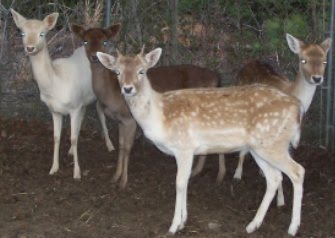Virginia Fallow Deer