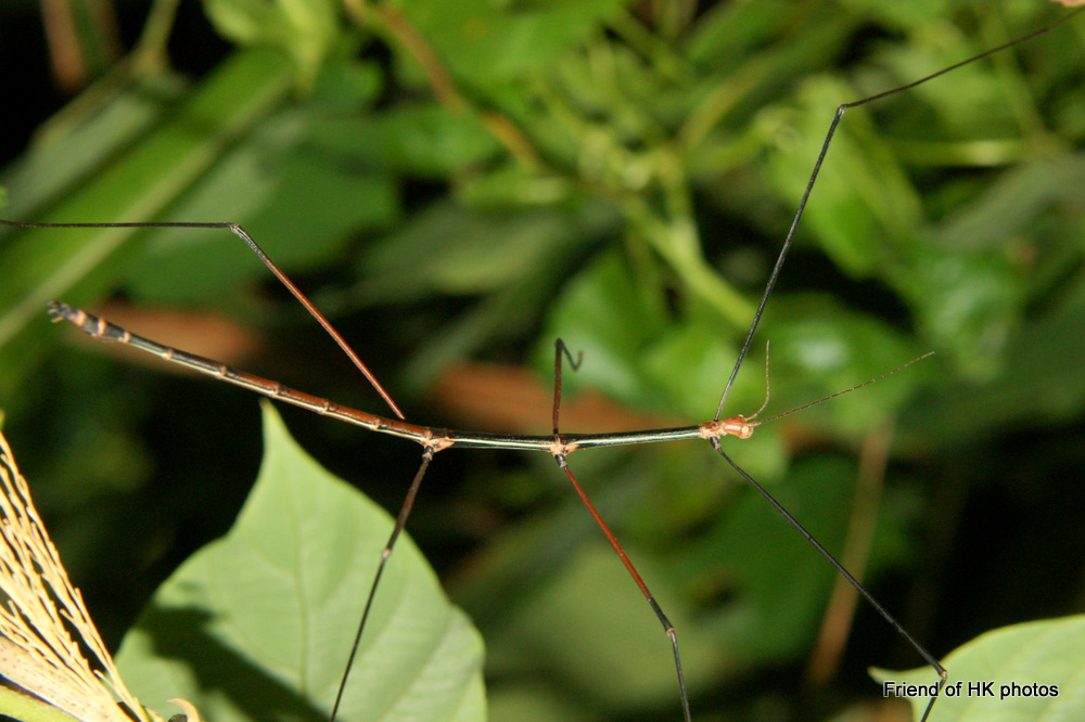 Photographic Wildlife Stories in UK/Hong Kong: Stick Insect