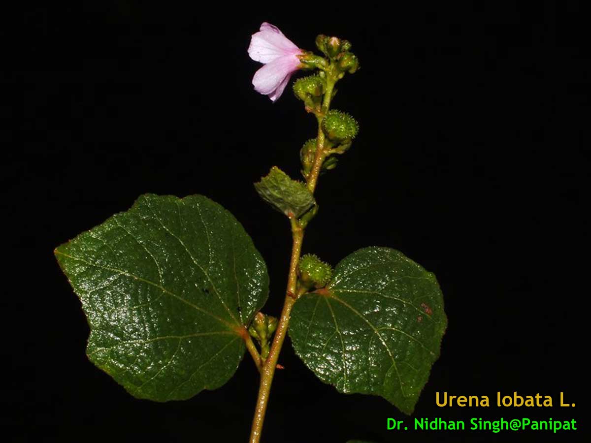 Medicinal Plants: Urena lobata, Caesar weed, atibala, Kongojute, Congo Jute