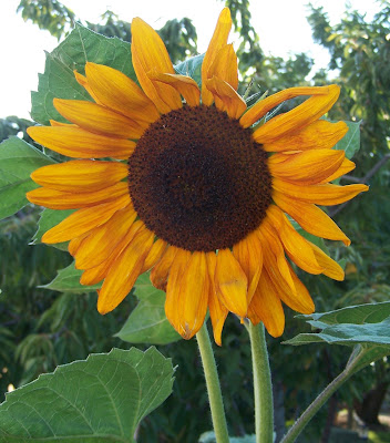 Photographing Flowers: Growing Sunflowers