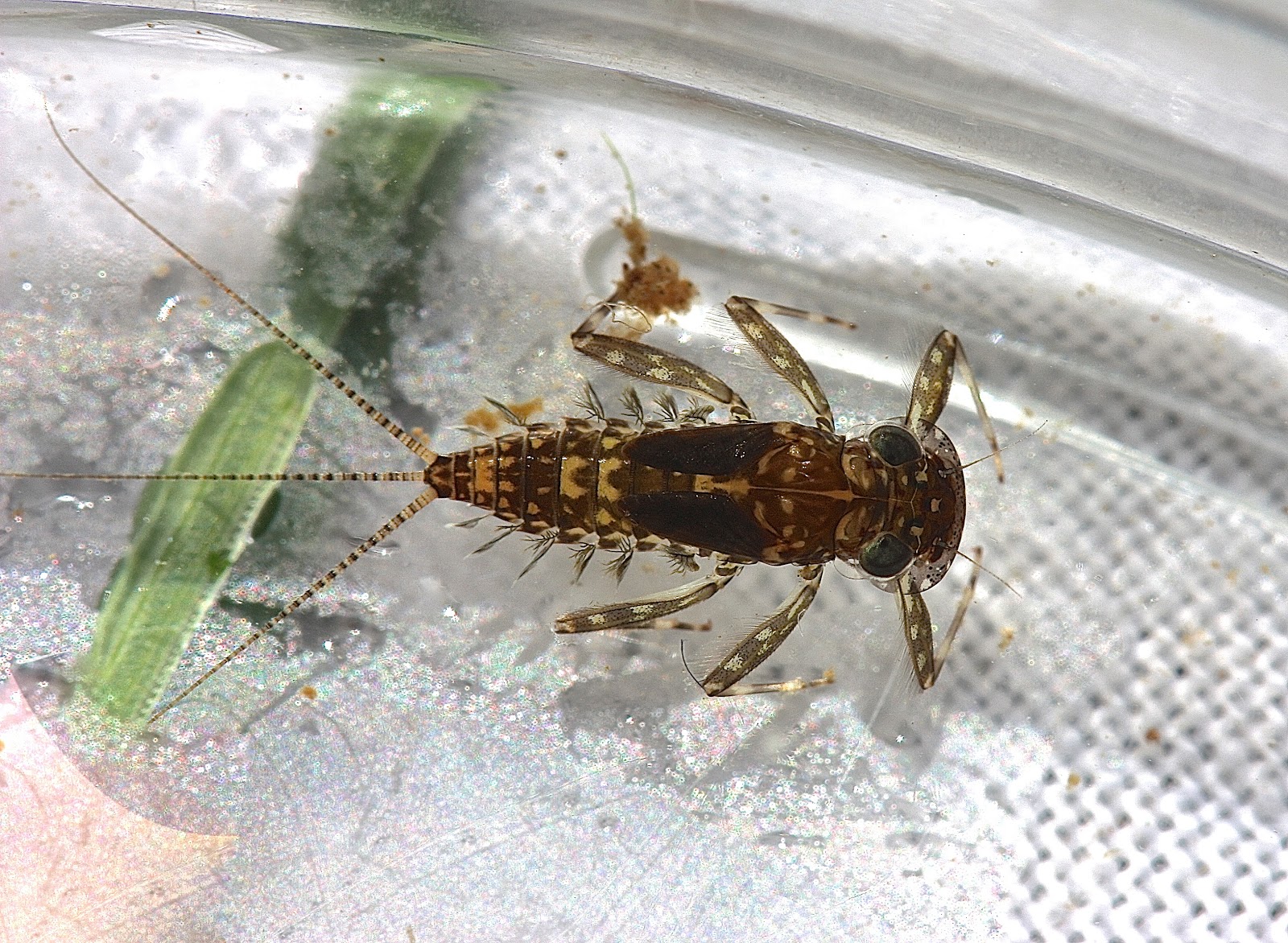 Aquatic Insects of Central Virginia: Leucrocuta hebe: Our "Pale Evening ...