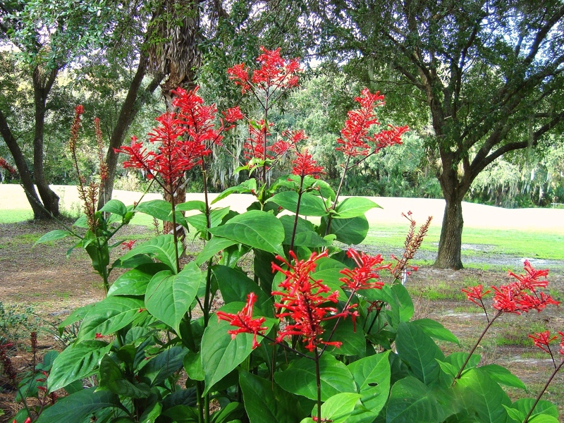 Two Men and a Little Farm: FIRESPIKE CUTTINGS