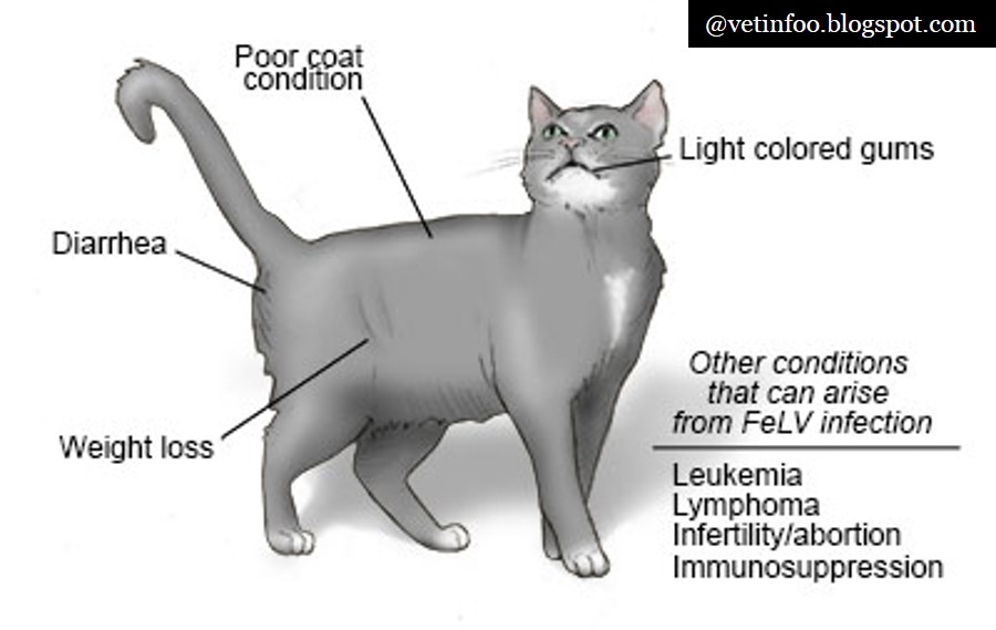 10 MOST COMMON CAT DISEASES