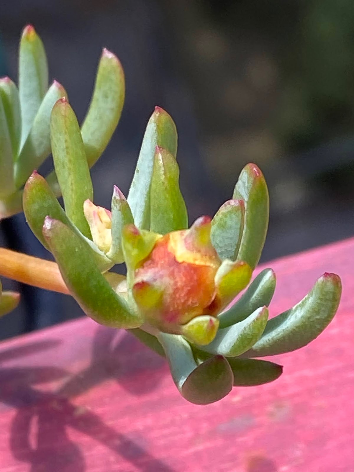 Contra la ceguera a las plantas: Mesembryanthemum, flor del mediodia