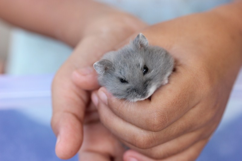 Campbell Blue ( Hamster Gallery )