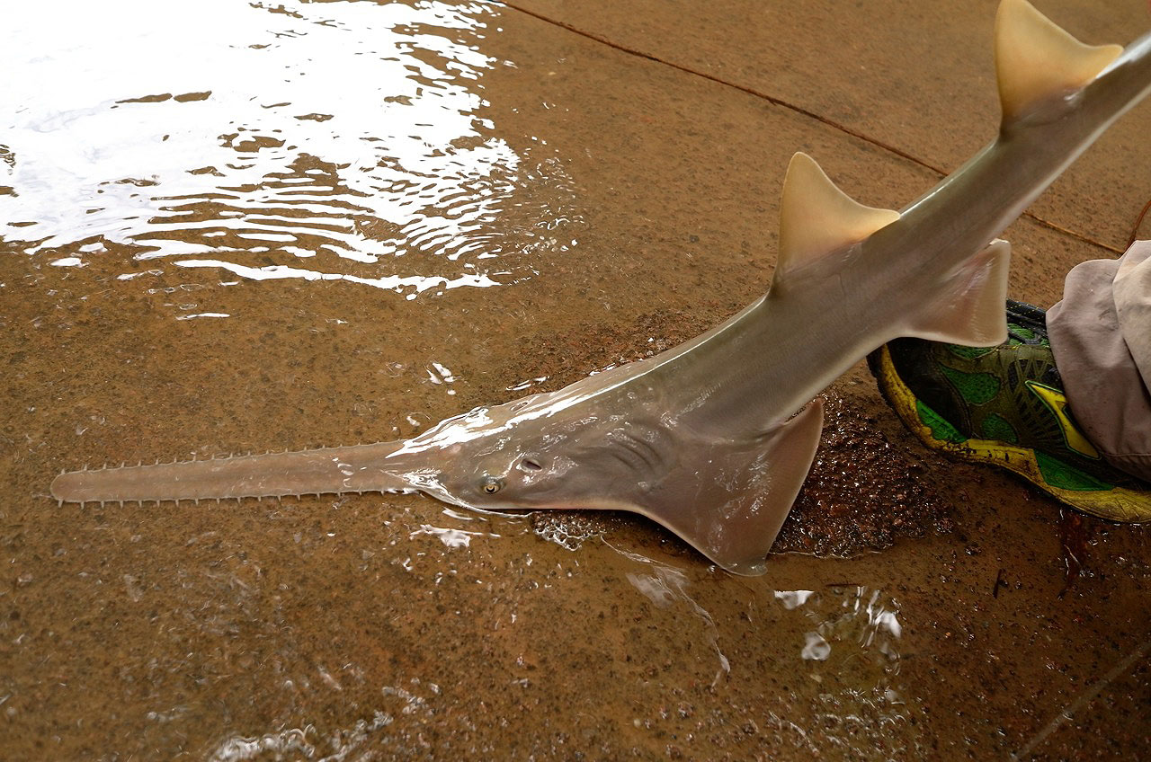 Mosquitoes, Sweat and Barra Boofs: Land Based Fishing in the Northern ...
