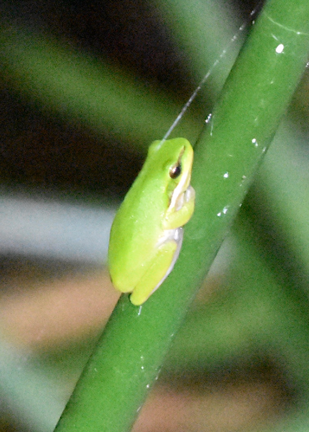 9001FROGS: EASTERN DWARF TREE FROG