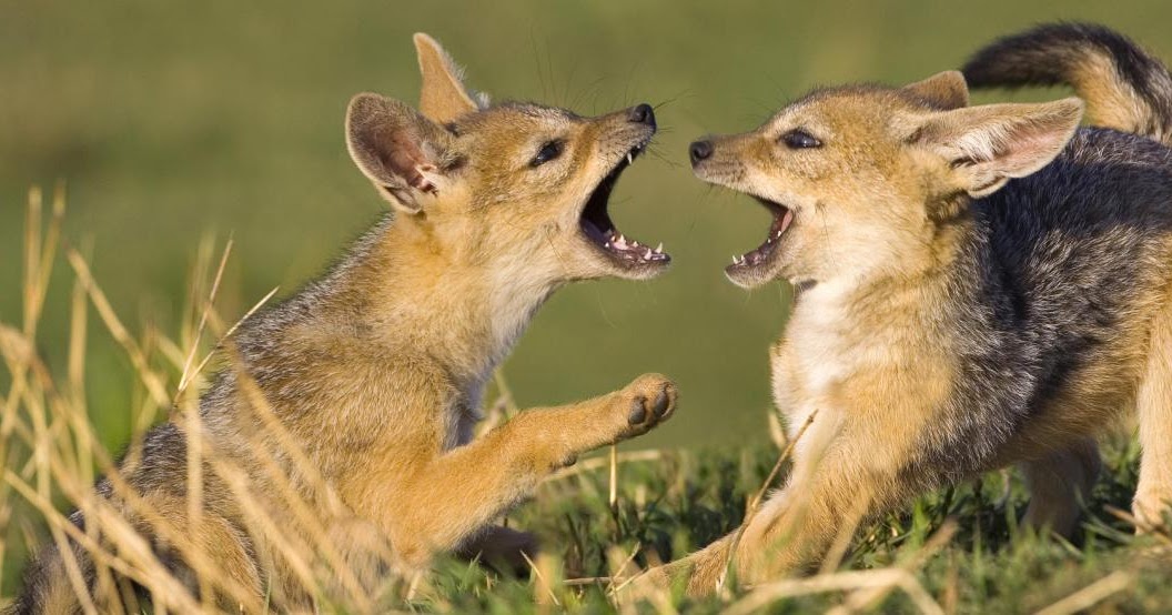 Los chacales, lobos del desierto - Biología