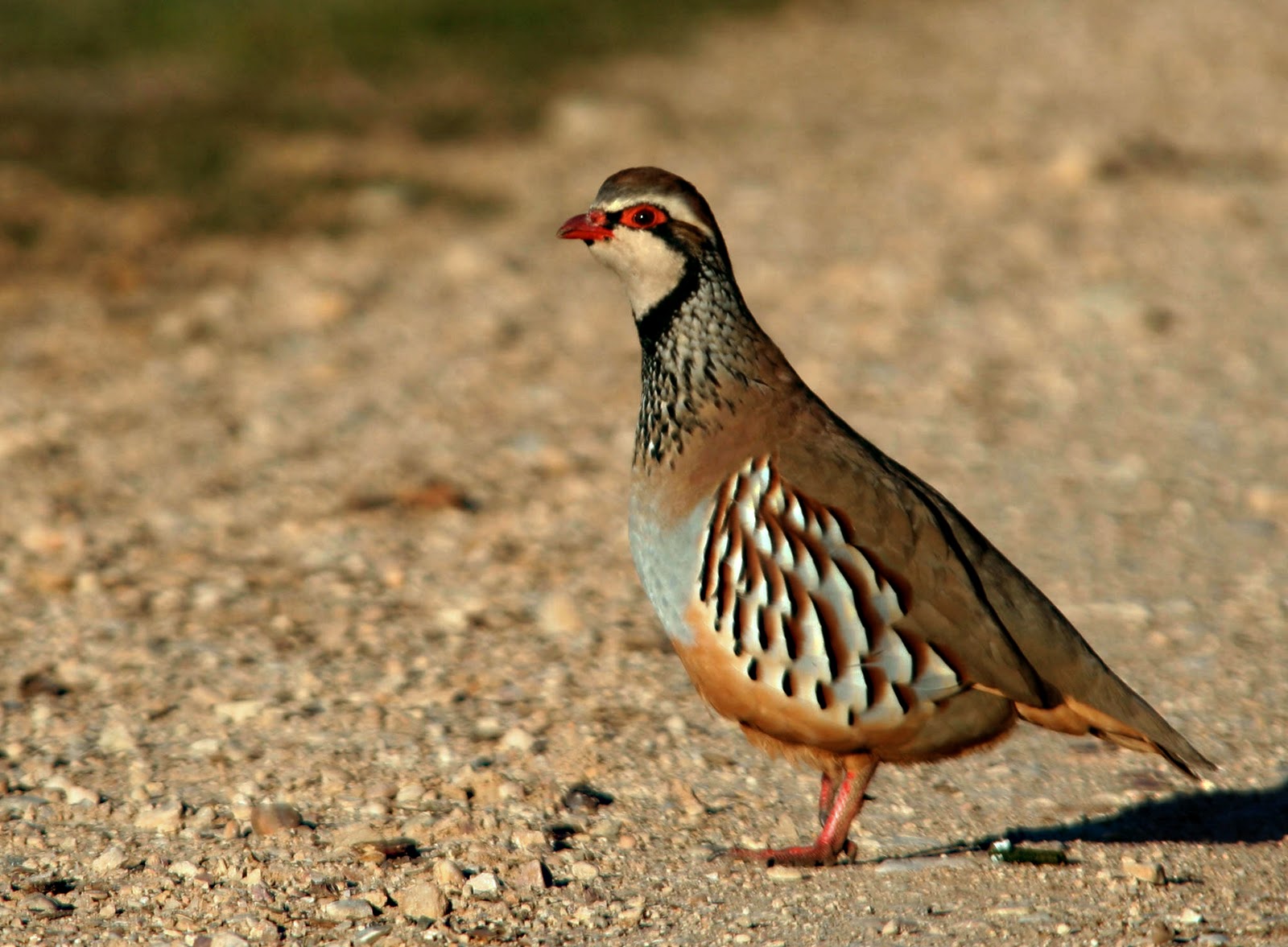 Museo de la Naturaleza de Daroca: Galería