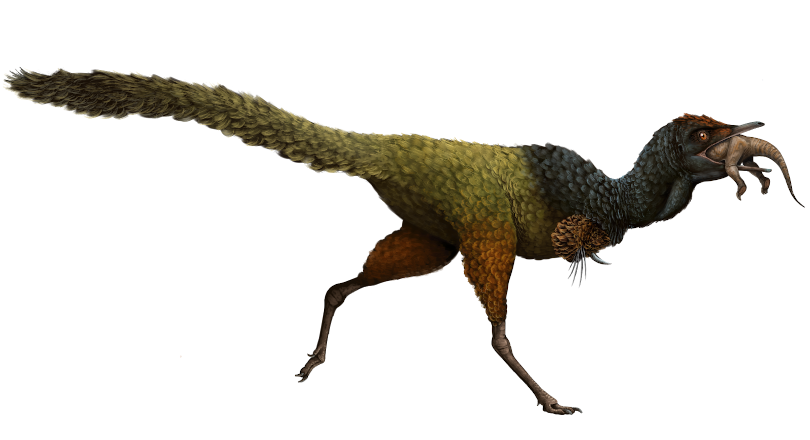 Raptormaniacs: Making Sense of Alvarezsaurid Paleobiology—I Think We're ...