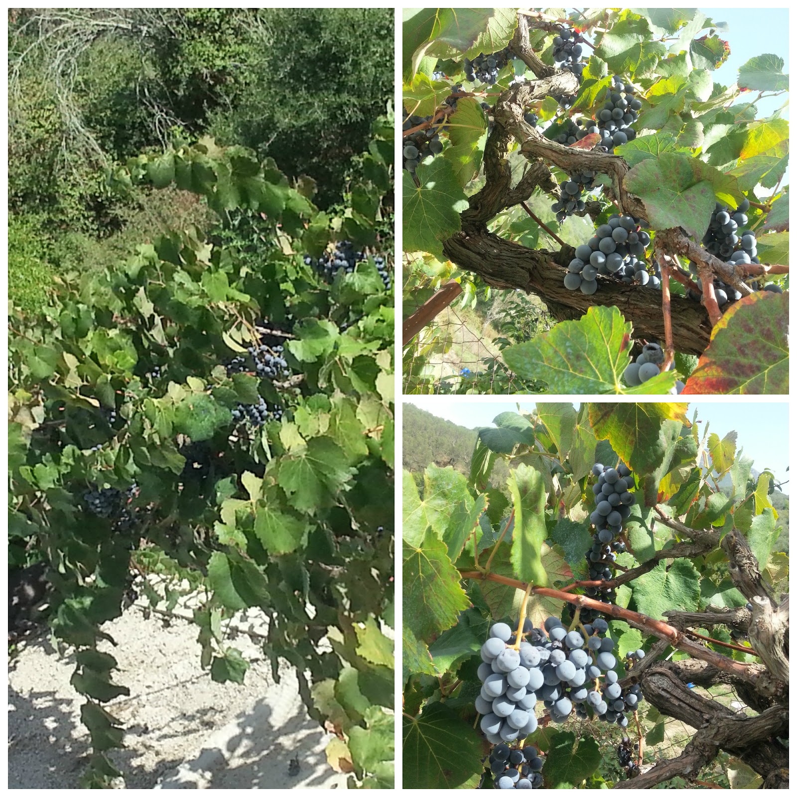 Momzcuisine : Grape Pudding a.k.a Moustalevria