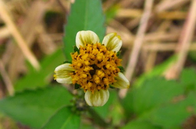 Meio Ambiente: Bidens pilosa - Picão