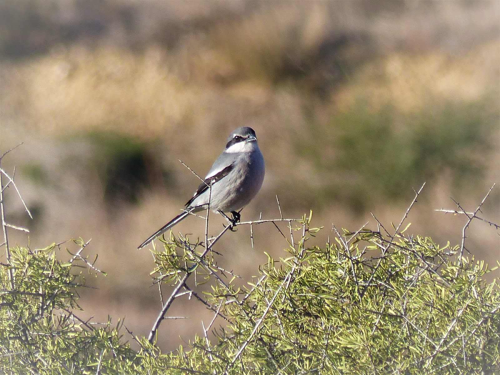 Toni l' abellerol: Els ocells presenten muda de les seues plomes