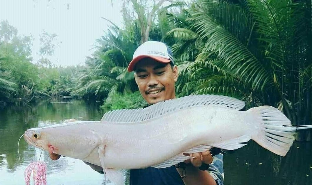 Ikan Toman Harimau - MARKIMAN | Mari Kita Mancing