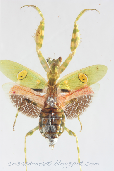 cosas de Marti: Mantis de las flores