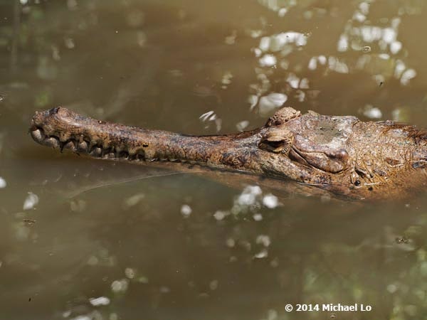 The rainforests of Borneo & Southeast Asia: Crocodiles of Borneo