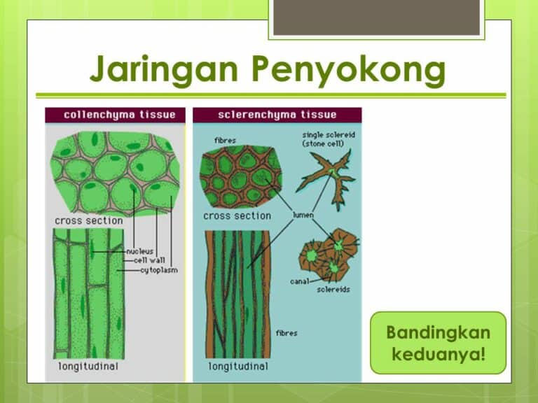 Belajar IPA #dirumahaja: Bab 6. Sistem Organisasi Kehidupan (Materi 2 ... Belajar IPA #dirumahaja: Bab 6. Sistem Organisasi Kehidupan (Materi 2 ...