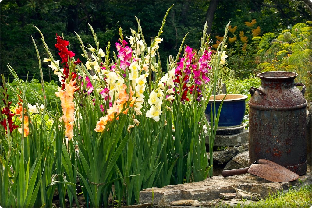 Pokloni mi cvet: Gladiolus hybridum