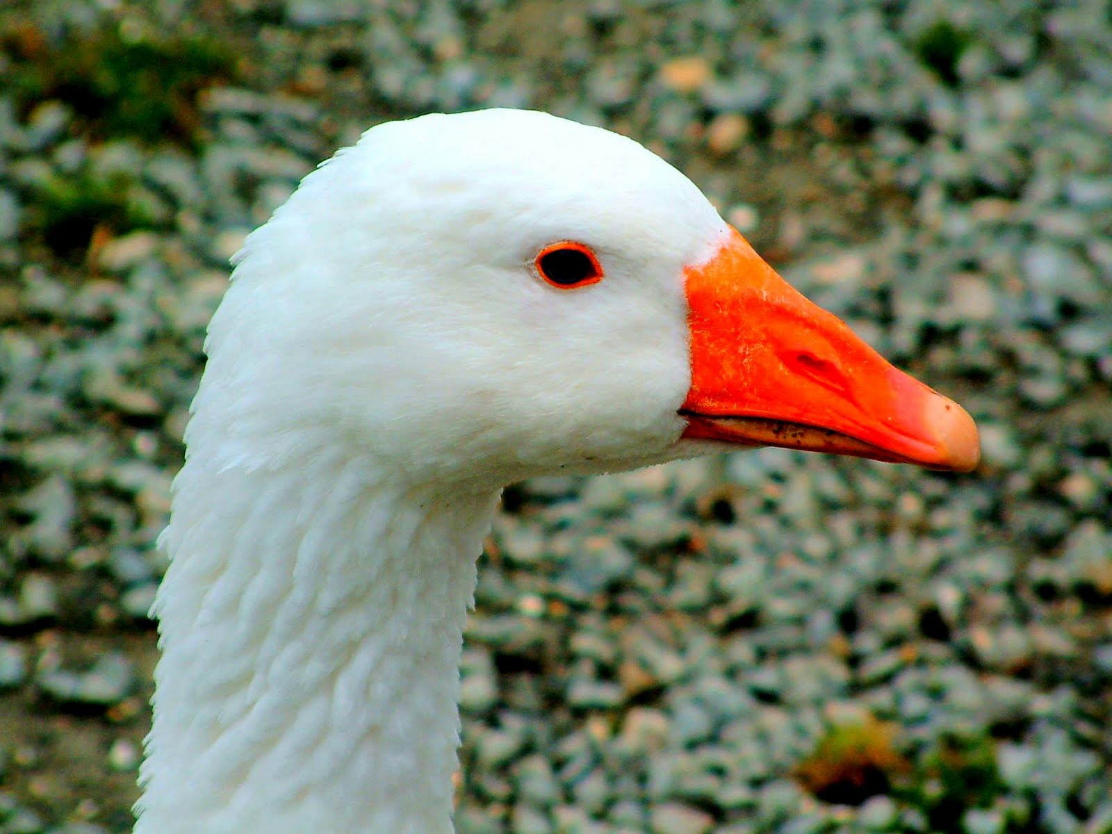 Solitary Dog Sculptor I: Animals - Animales: Birds - Aves - Geese ...