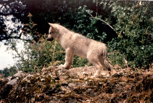 White Wolf : PHOTOS - Beautiful Wolf Pups : They Are The Future