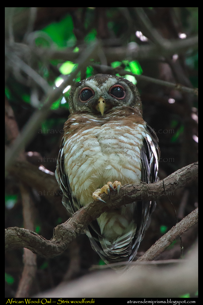 El Blog de Phyllobates: The Gambia VIII: Tanji Beach + Pirang Forest ...